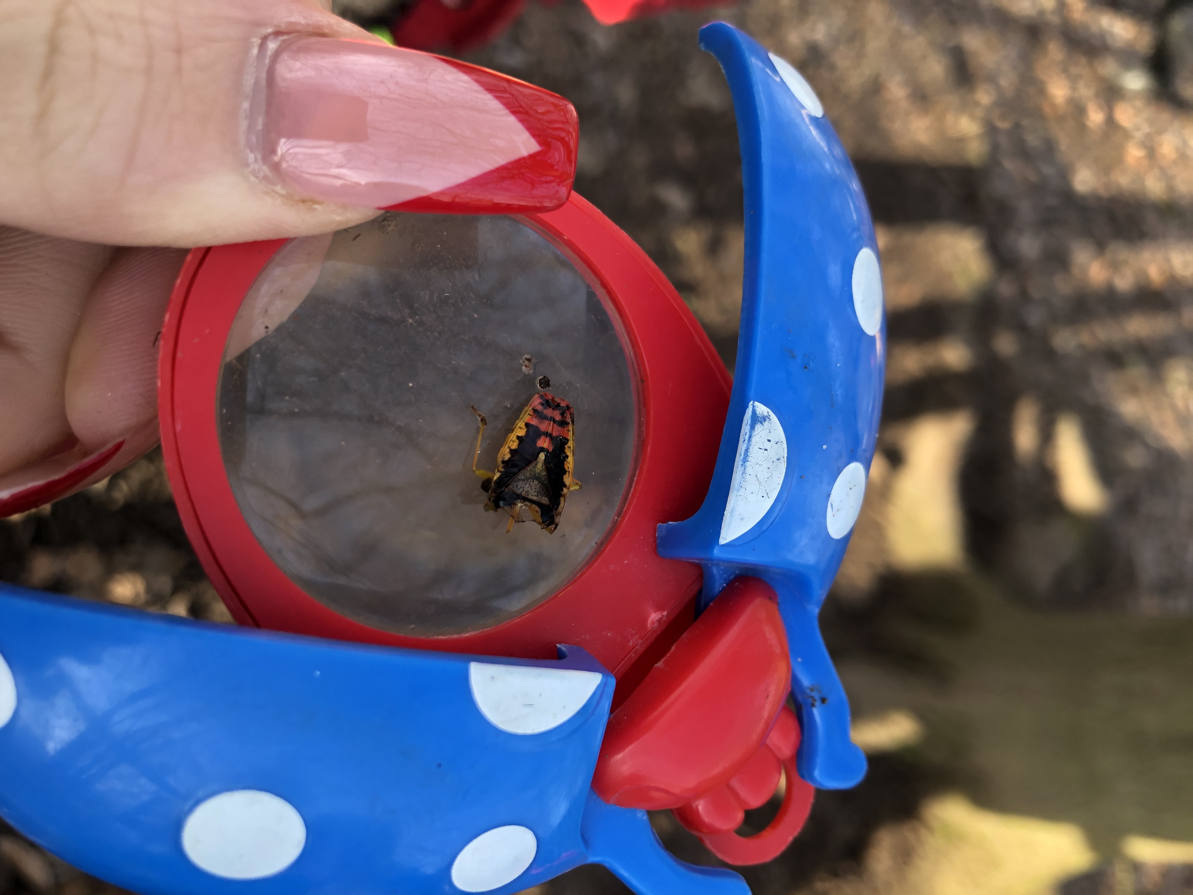 Base 5 Invertebrate Hunt – Moorfield Primary School